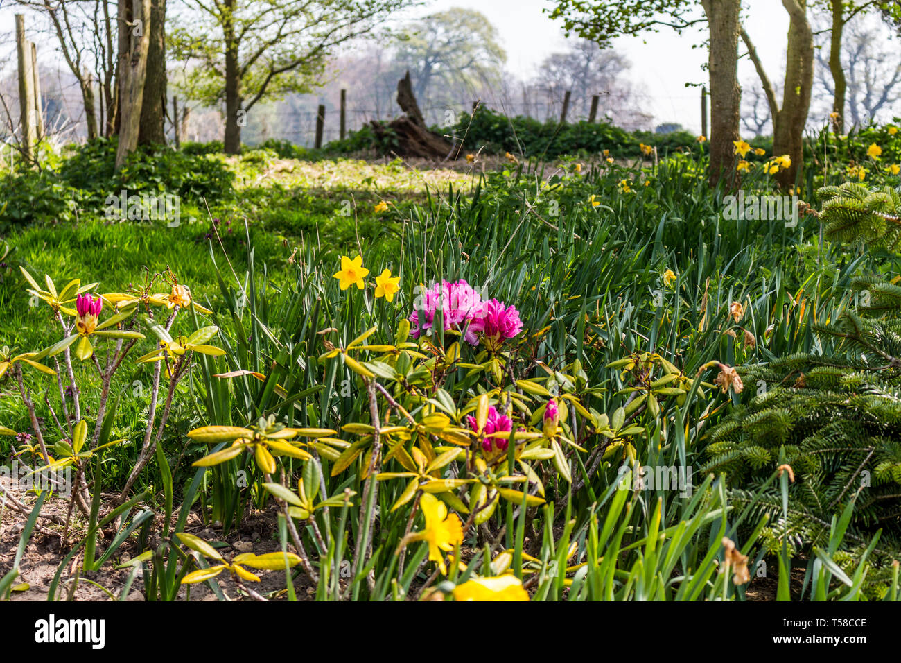 Spring flowers by a roadside Stock Photo - Alamy