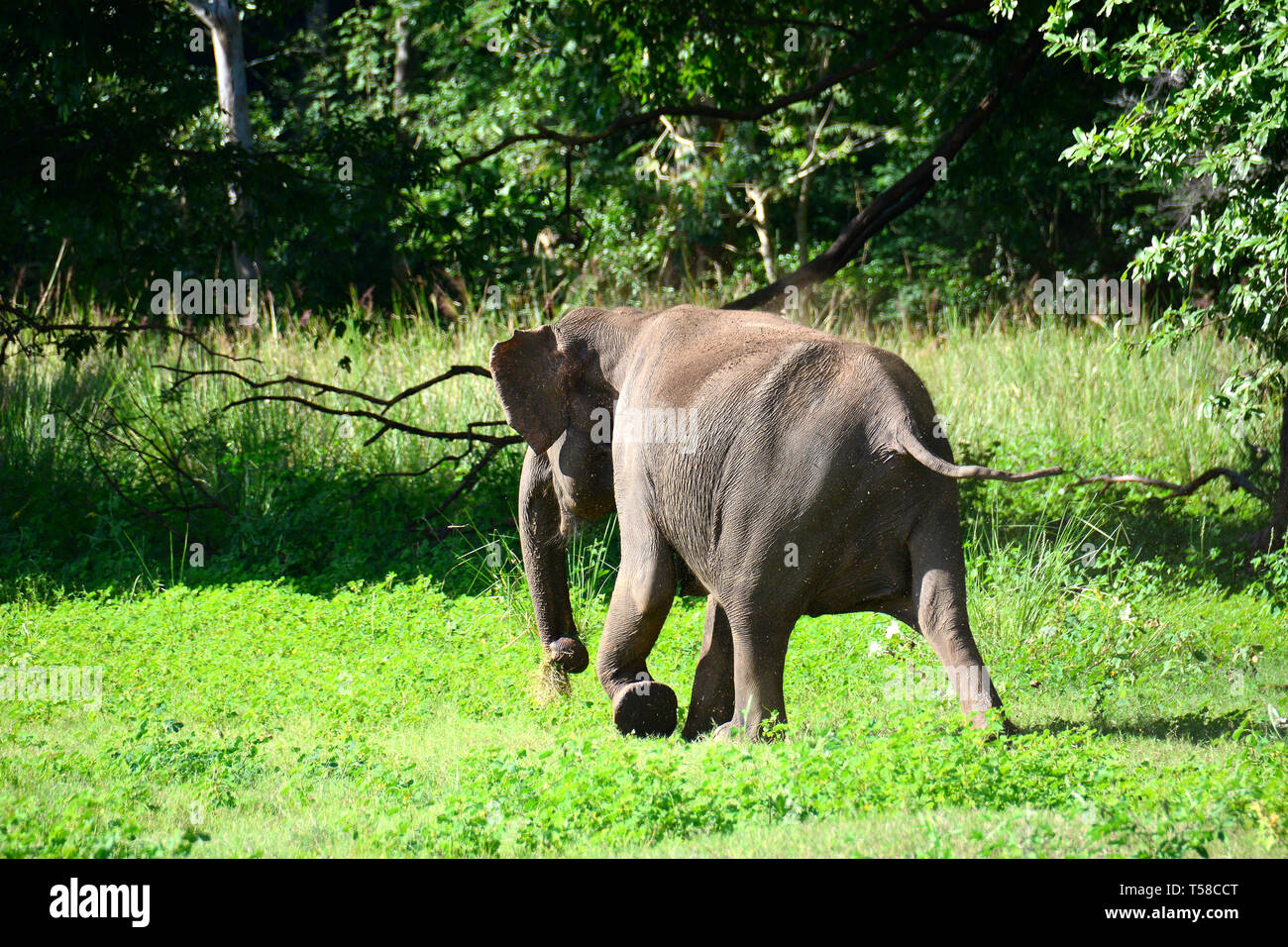 Sri Lankan elephant, Elephas maximus maximus, Minneriya National Park ...
