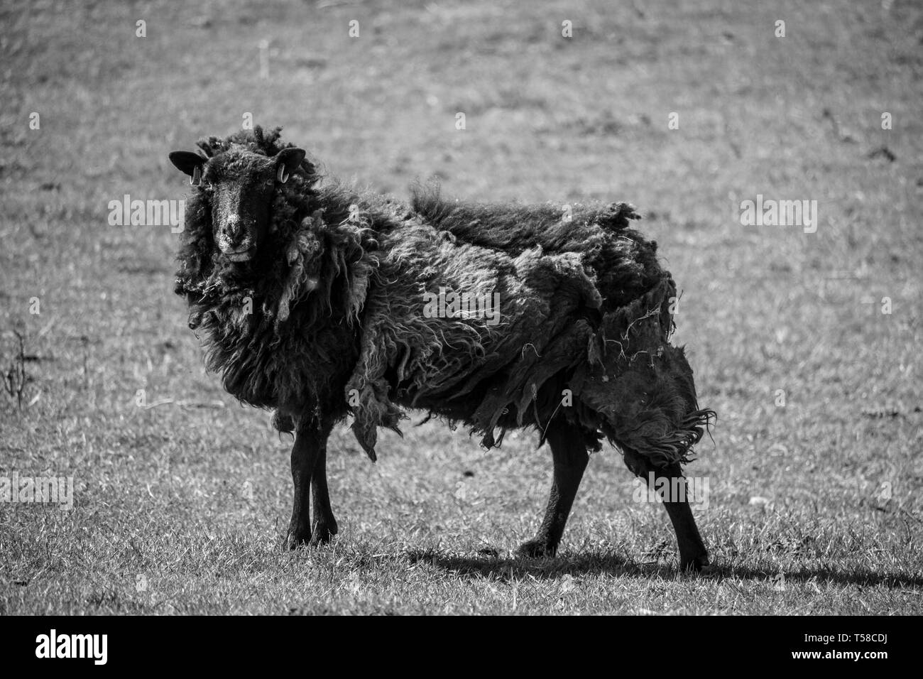 Black sheep Black and White Stock Photos & Images - Alamy