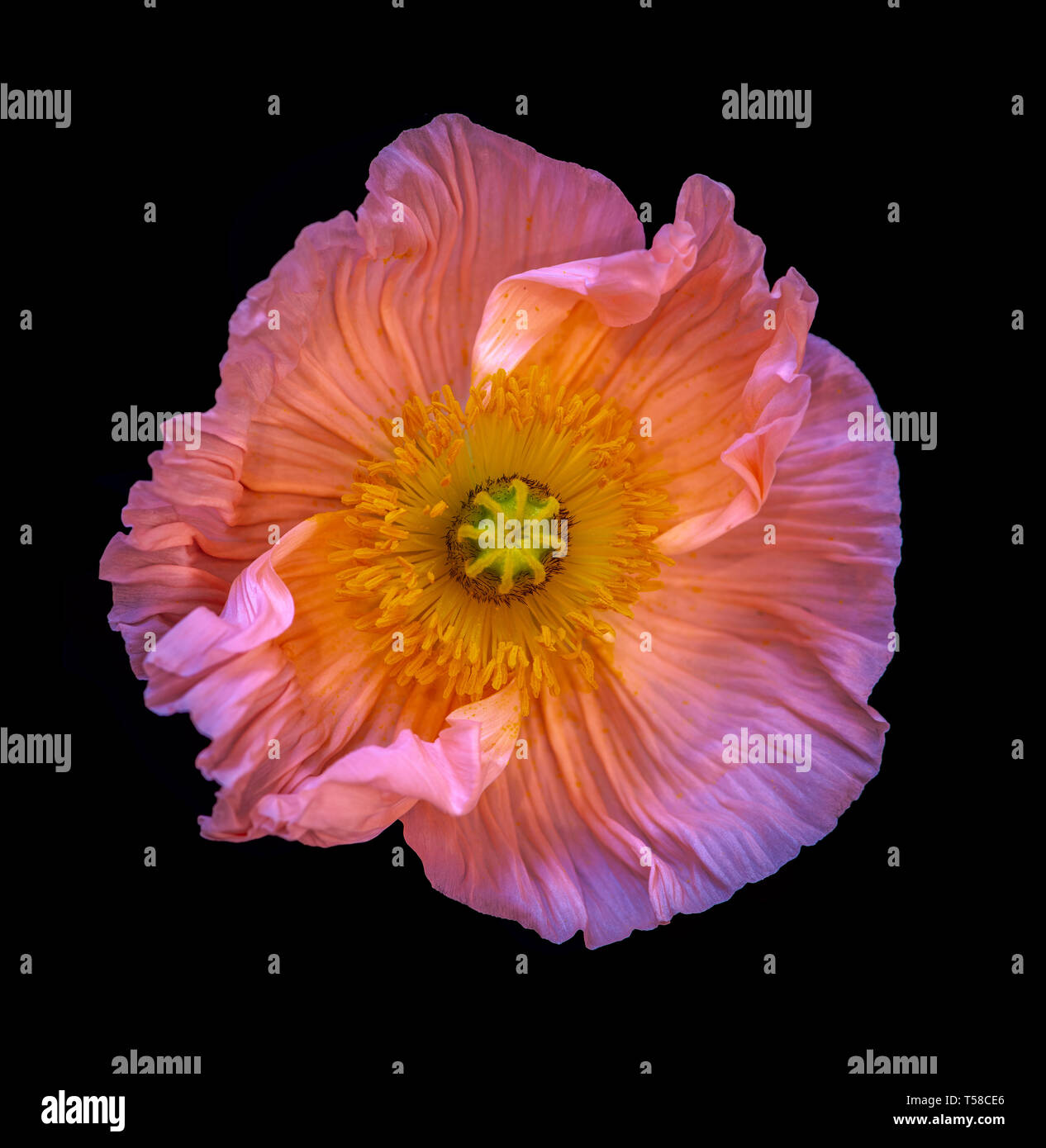 Dark pink poppy hi-res stock photography and images - Alamy