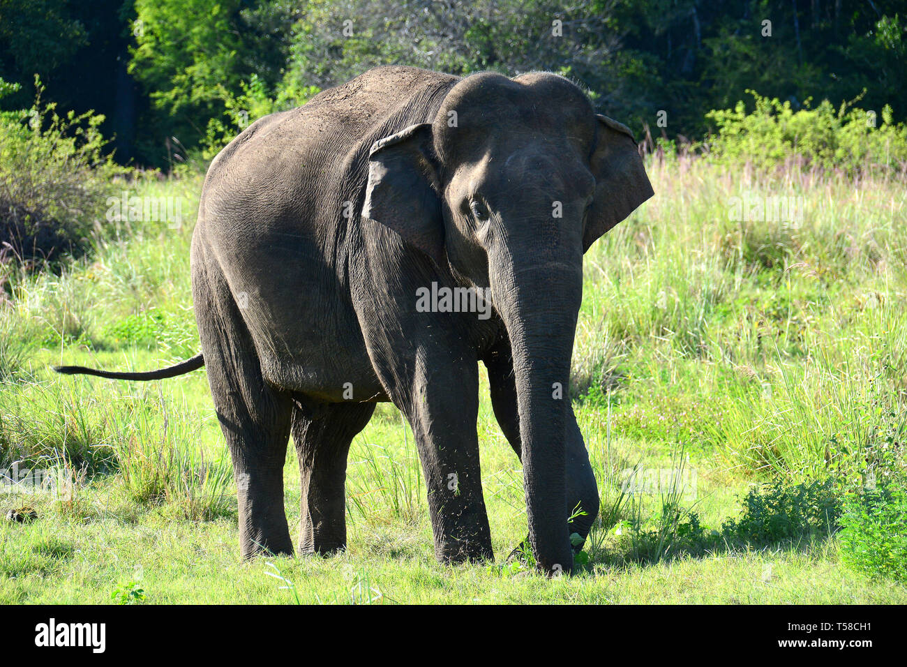 Sri Lankan elephant, Elephas maximus maximus, Minneriya National Park ...