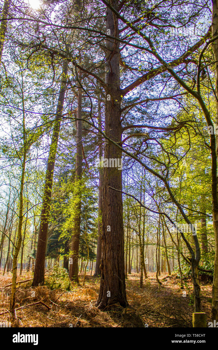 Large tree in sunlit forest Stock Photo - Alamy