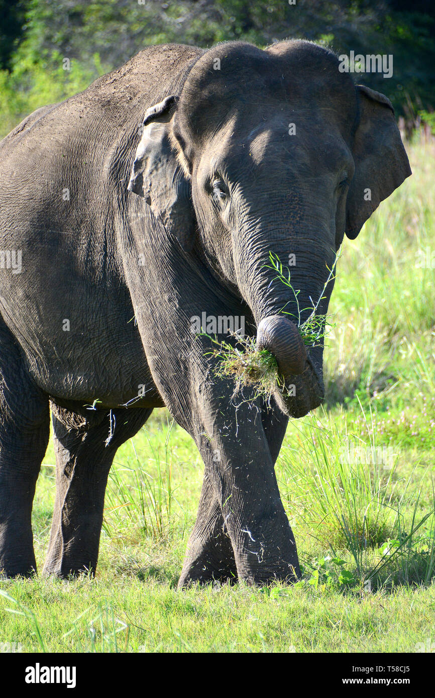 Sri Lankan elephant, Elephas maximus maximus, Minneriya National Park ...