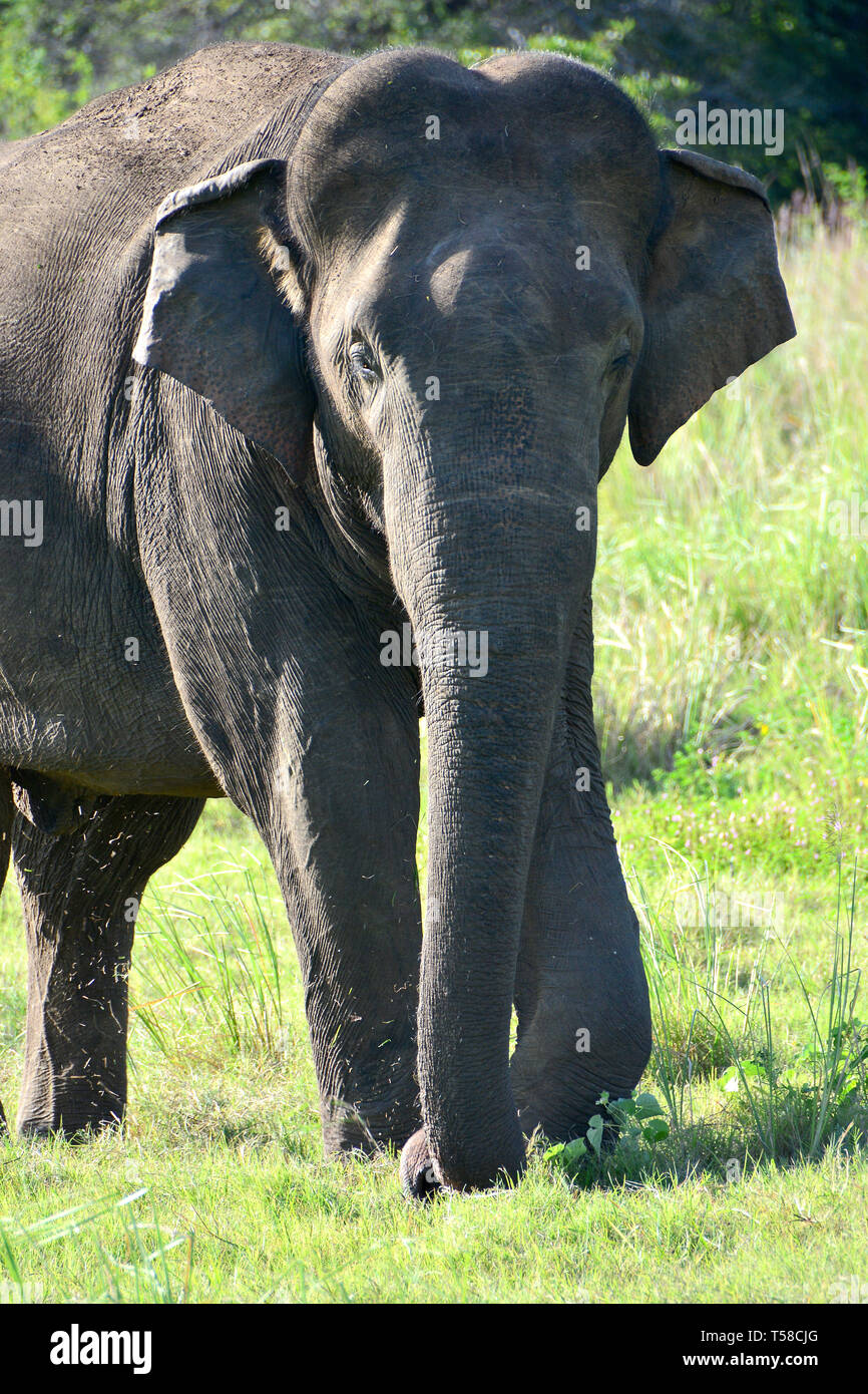 Sri Lankan elephant, Elephas maximus maximus, Minneriya National Park ...
