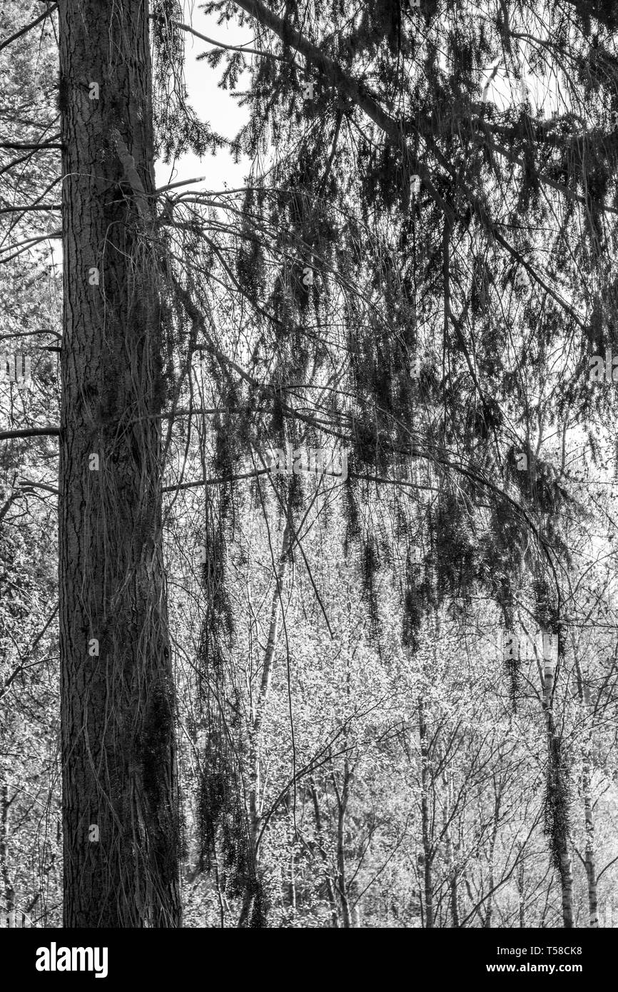 Tree with branch Stock Photo - Alamy