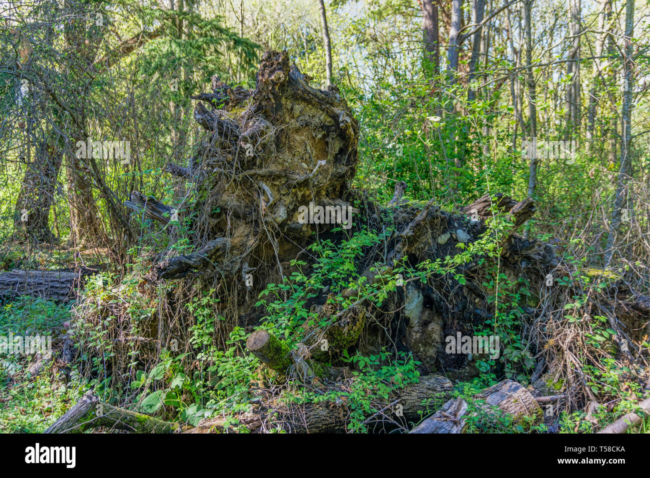 Upended tree hi-res stock photography and images - Alamy