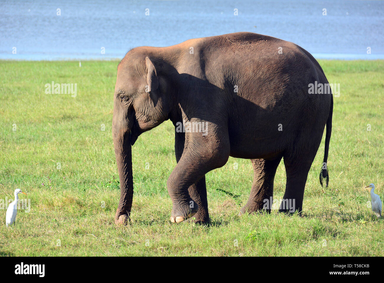 Sri Lankan elephant, Elephas maximus maximus, Minneriya National Park ...