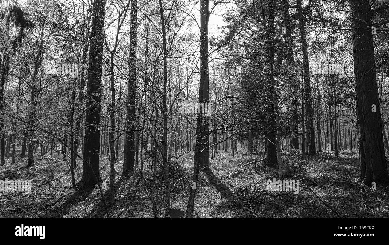 Fritton hi-res stock photography and images - Alamy