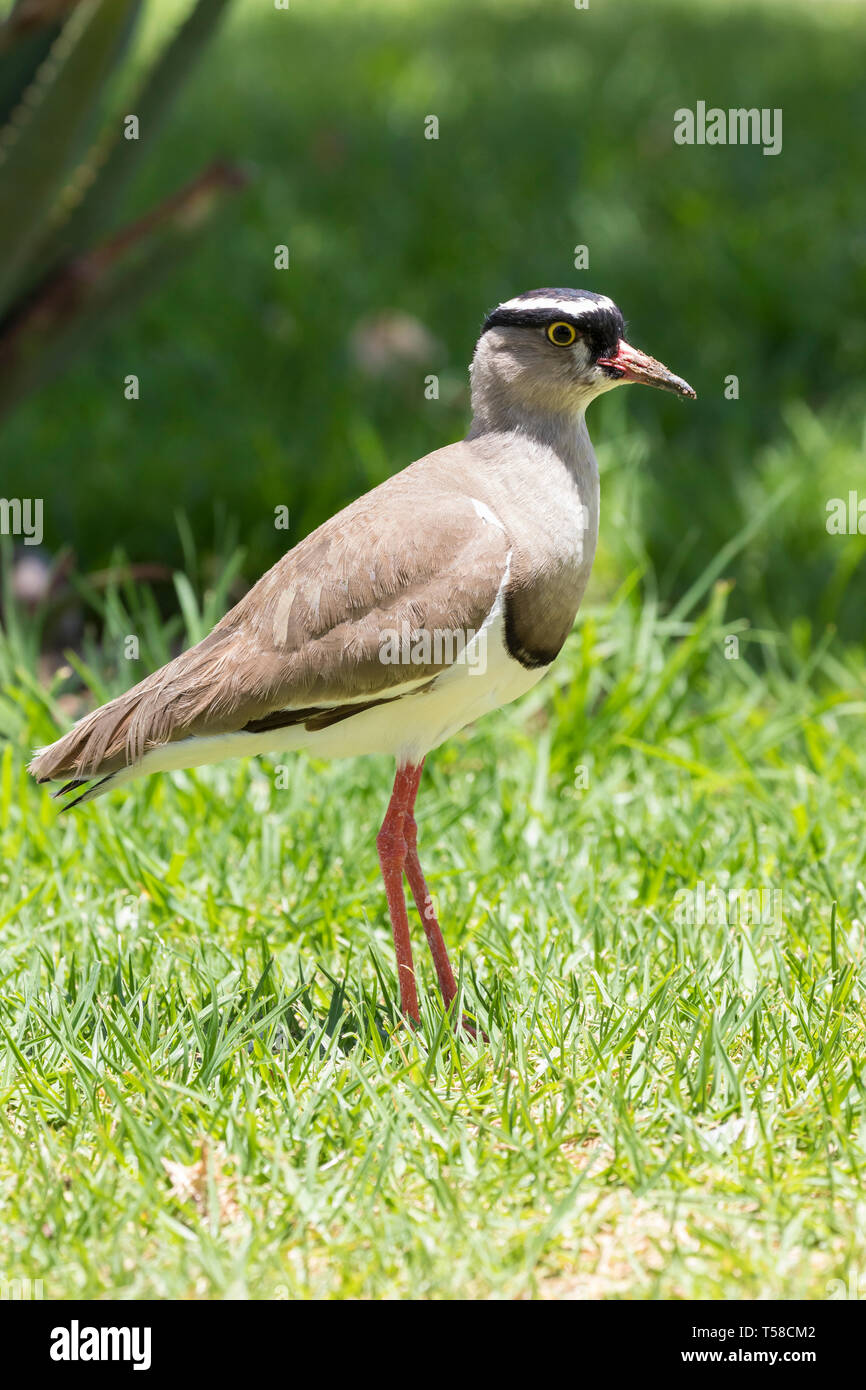 Crowned Plover or Crowned Lapwing (Vanellus coronatus) on grass in ...