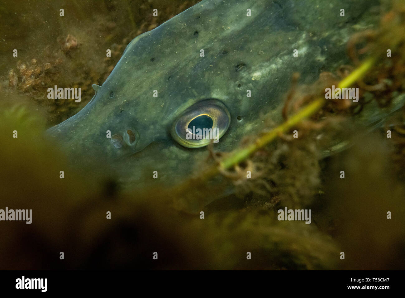 Pike in weeds Stock Photo - Alamy