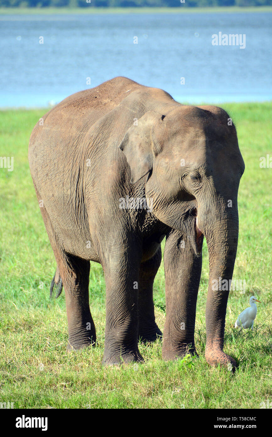 Sri Lankan elephant, Elephas maximus maximus, Minneriya National Park ...