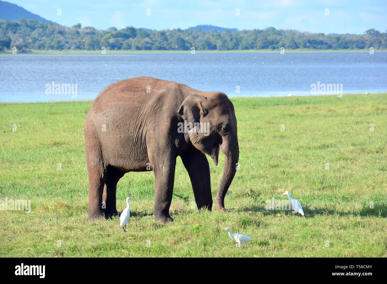 Sri Lankan elephant, Elephas maximus maximus, Minneriya National Park ...
