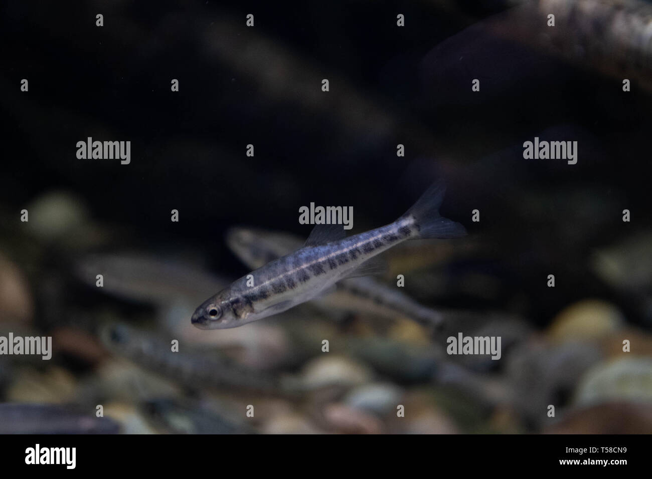 Freshwater Minnow Stock Photos & Freshwater Minnow Stock Images - Alamy