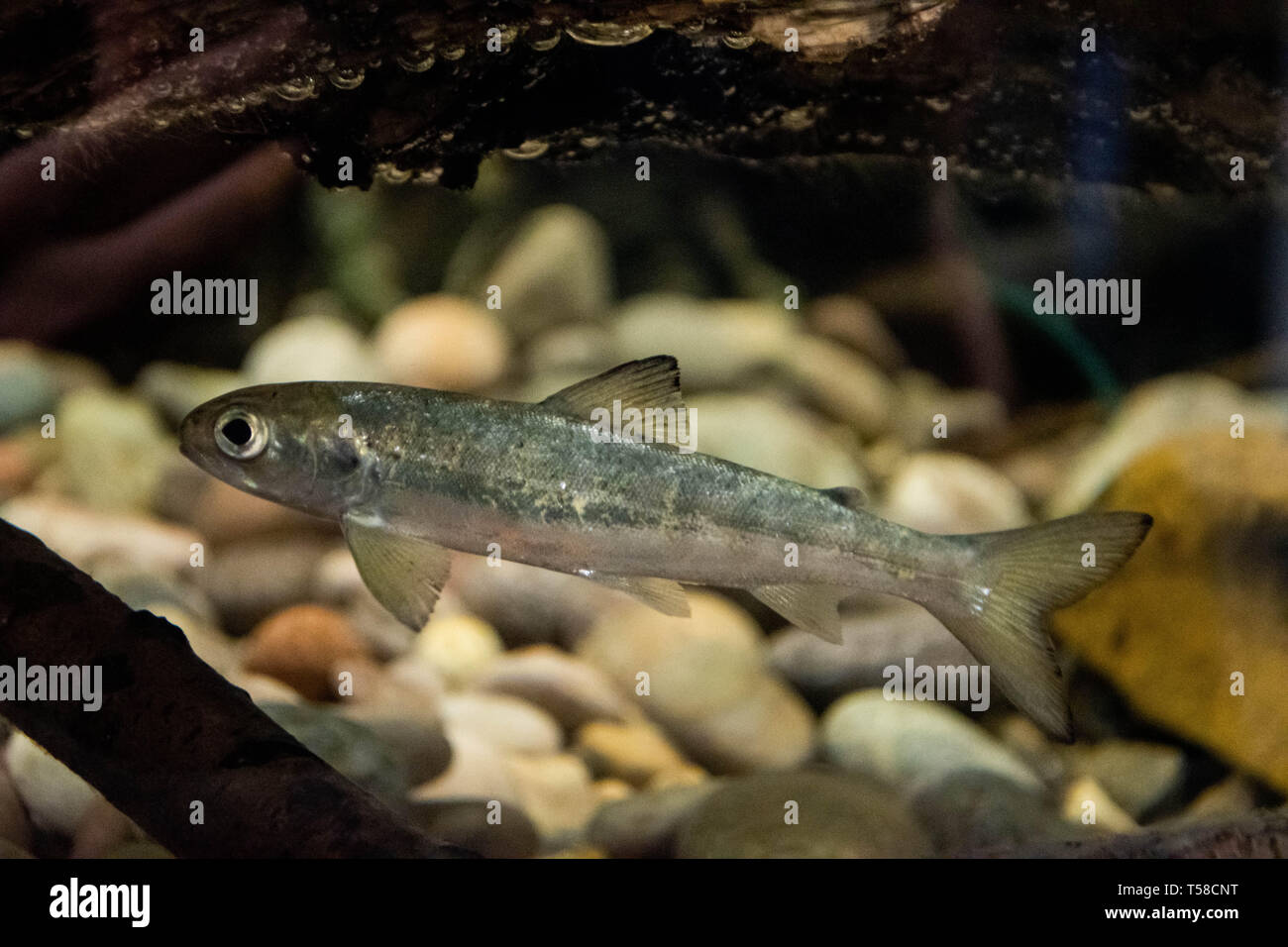 Atlantic Salmon Smolt Stock Photo - Alamy