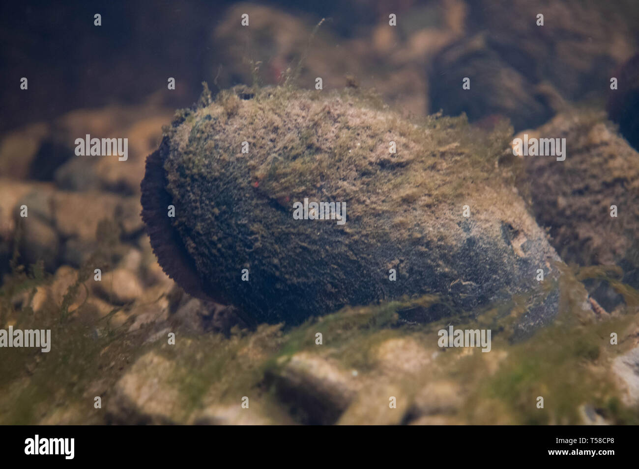 Pearl margaritifera margaritifera hi-res stock photography and images ...