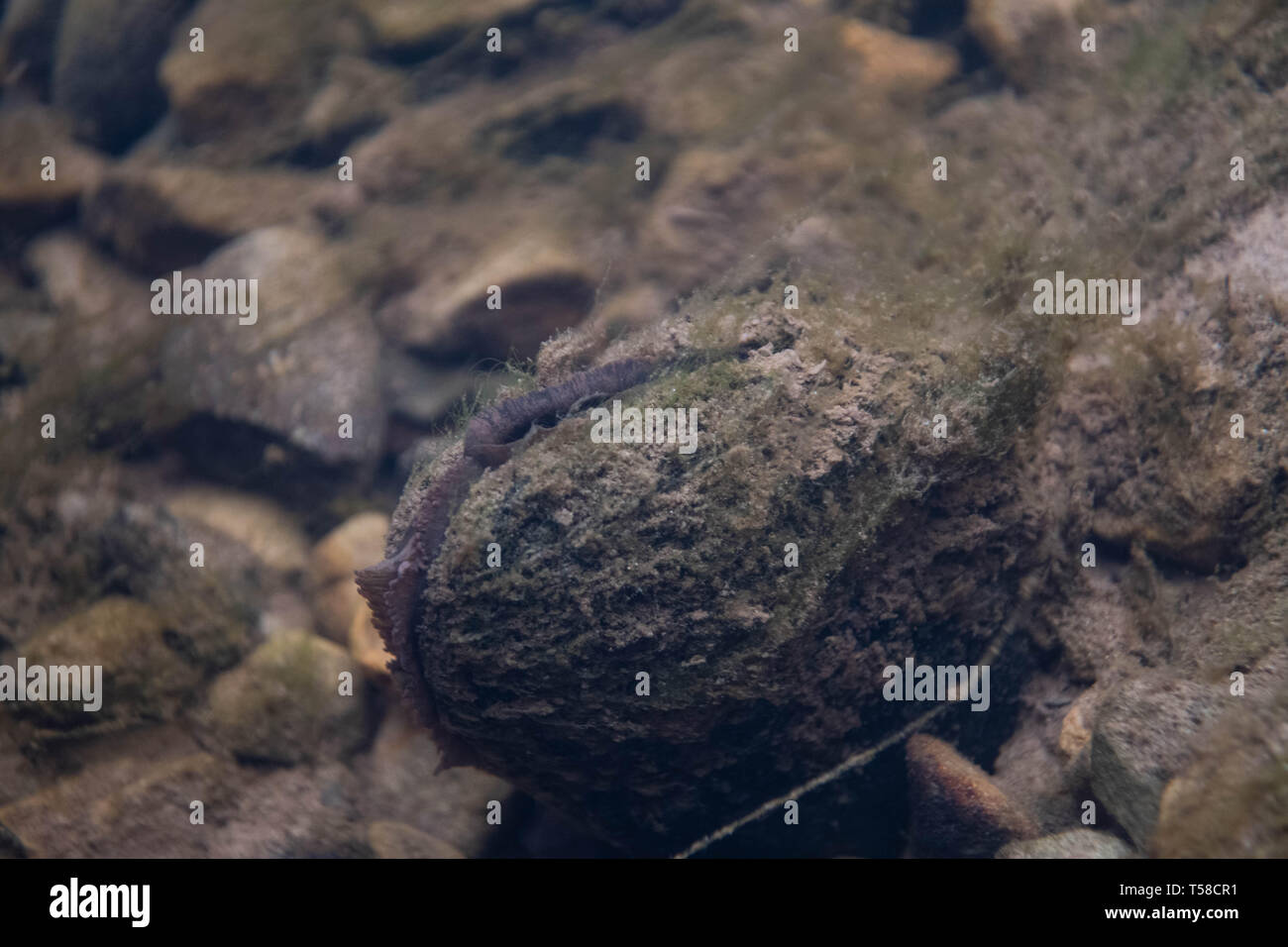 Pearl margaritifera margaritifera hi-res stock photography and images ...
