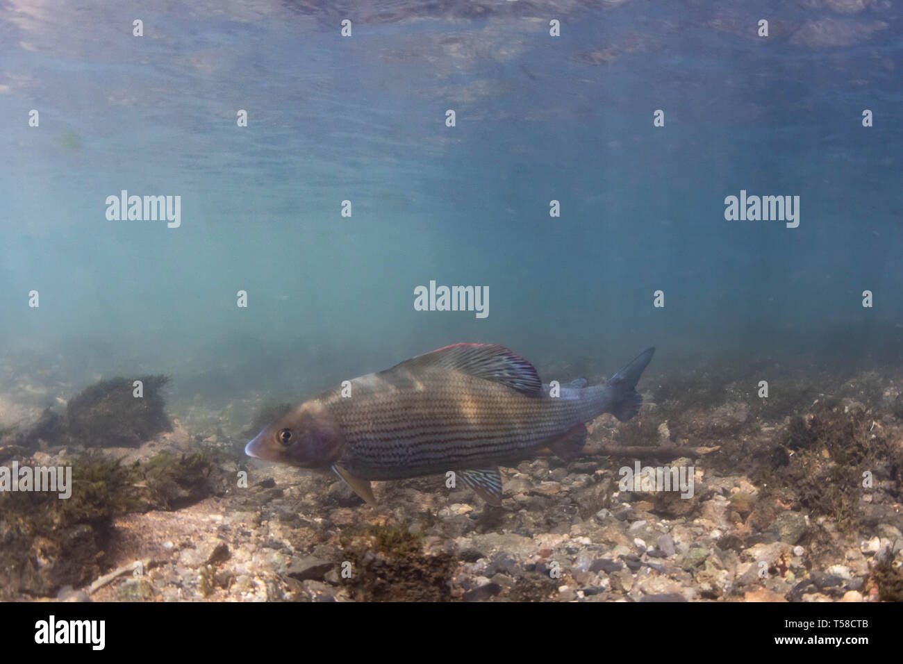 Grayling underwater hi-res stock photography and images - Alamy