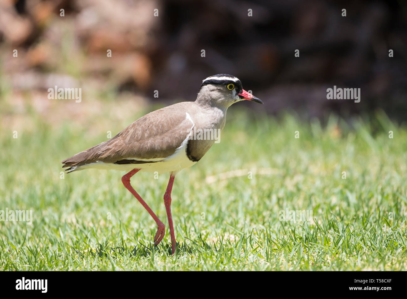 Crowned Plover or Crowned Lapwing (Vanellus coronatus) on grass in ...