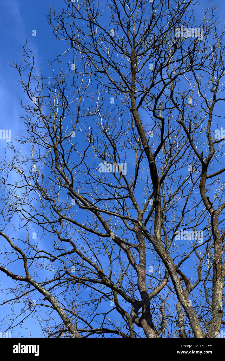 Tree structure without leaves against a blue sky with wisp of a cloud ...