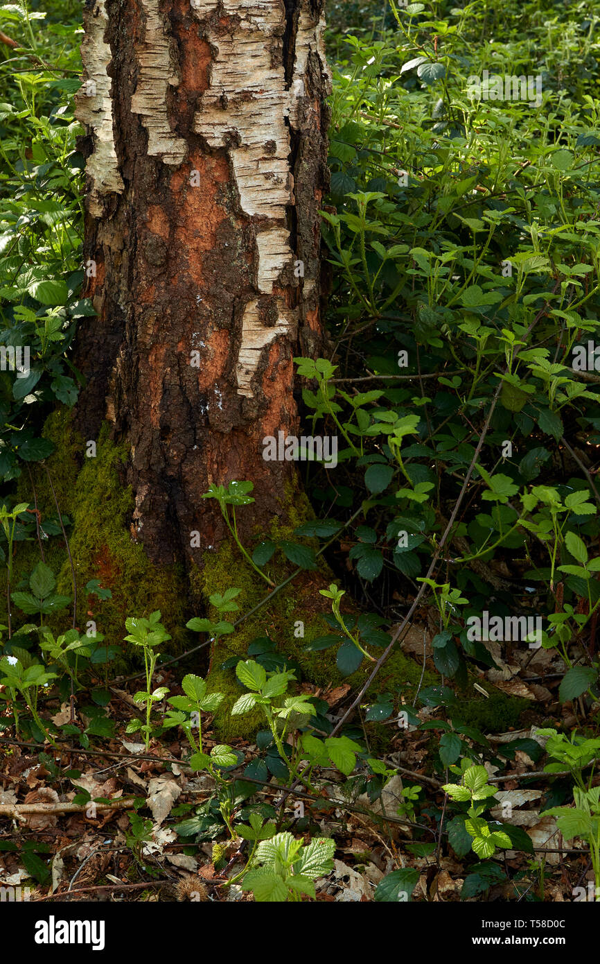 Solid tree trunk close-up abstract in spring woodland Stock Photo - Alamy