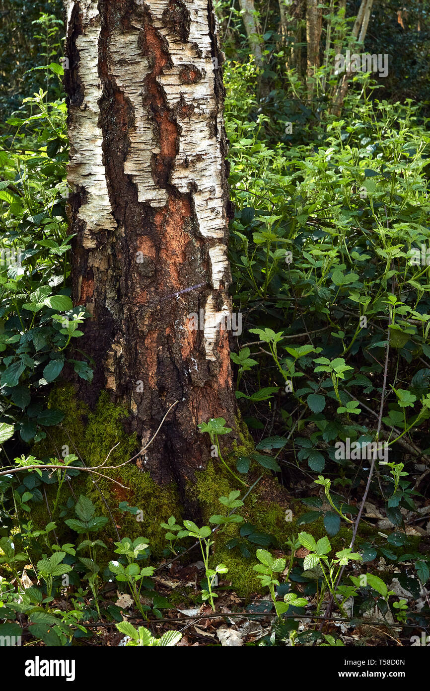 Solid tree trunk close-up abstract in spring woodland Stock Photo - Alamy