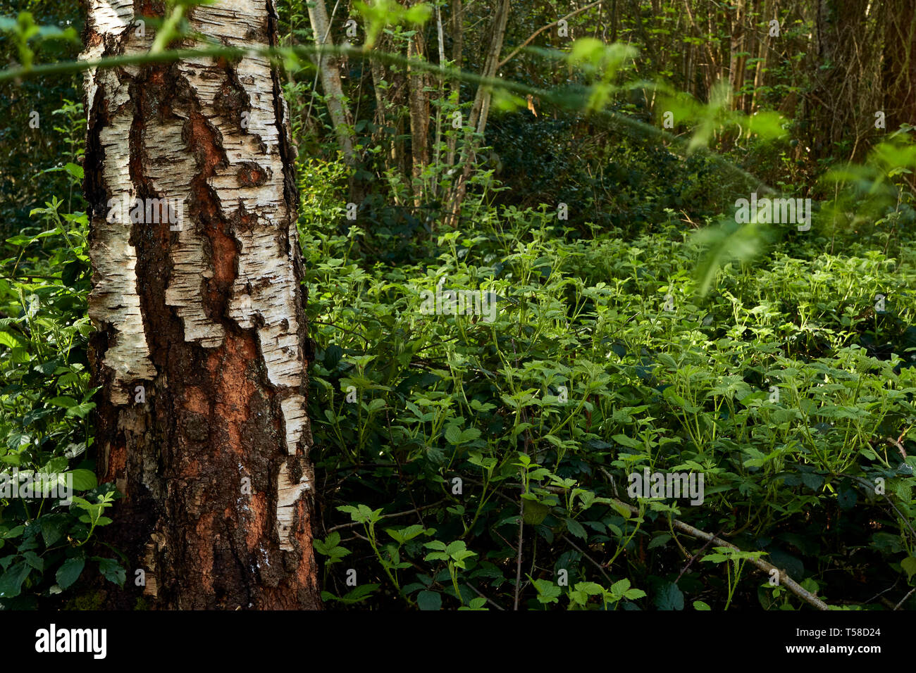 Solid tree trunk close-up abstract in spring woodland Stock Photo - Alamy