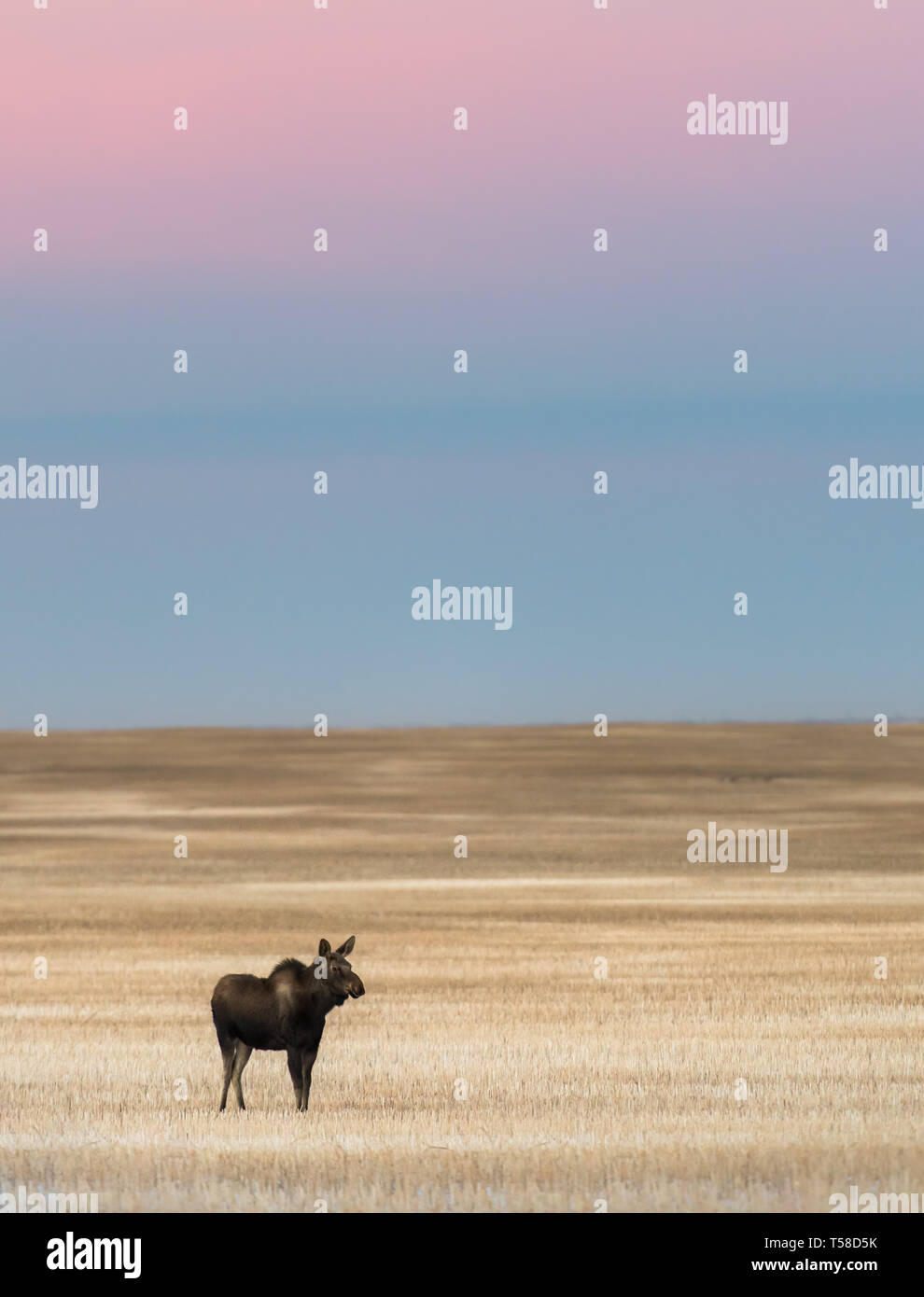 Moose in the prairie farmland Stock Photo - Alamy