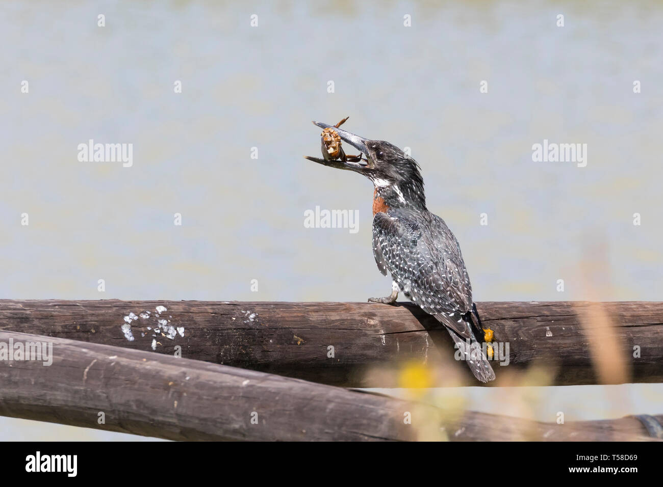 Male Giant Kingfisher (Megaceryle maxima) with crab prey in beak ...