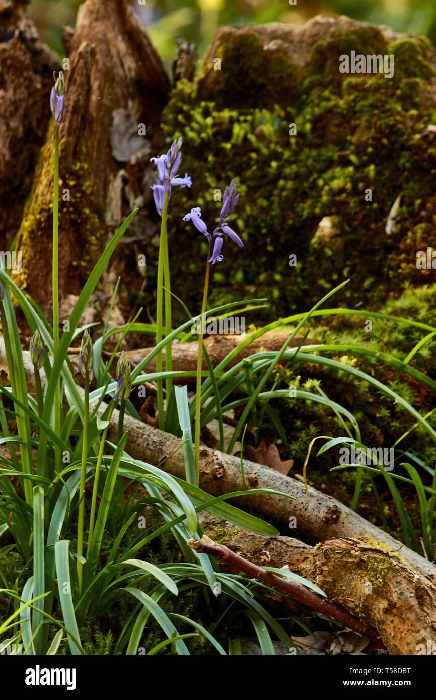 Flowering Bluebells in a spring woodland i early season sunshine ...