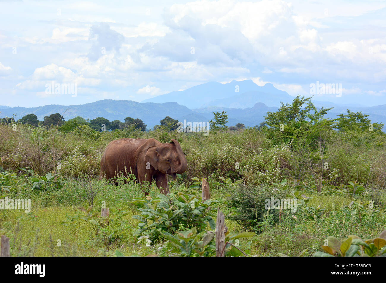 Sri Lankan elephant, Elephas maximus maximus, Udawalawe National Park ...