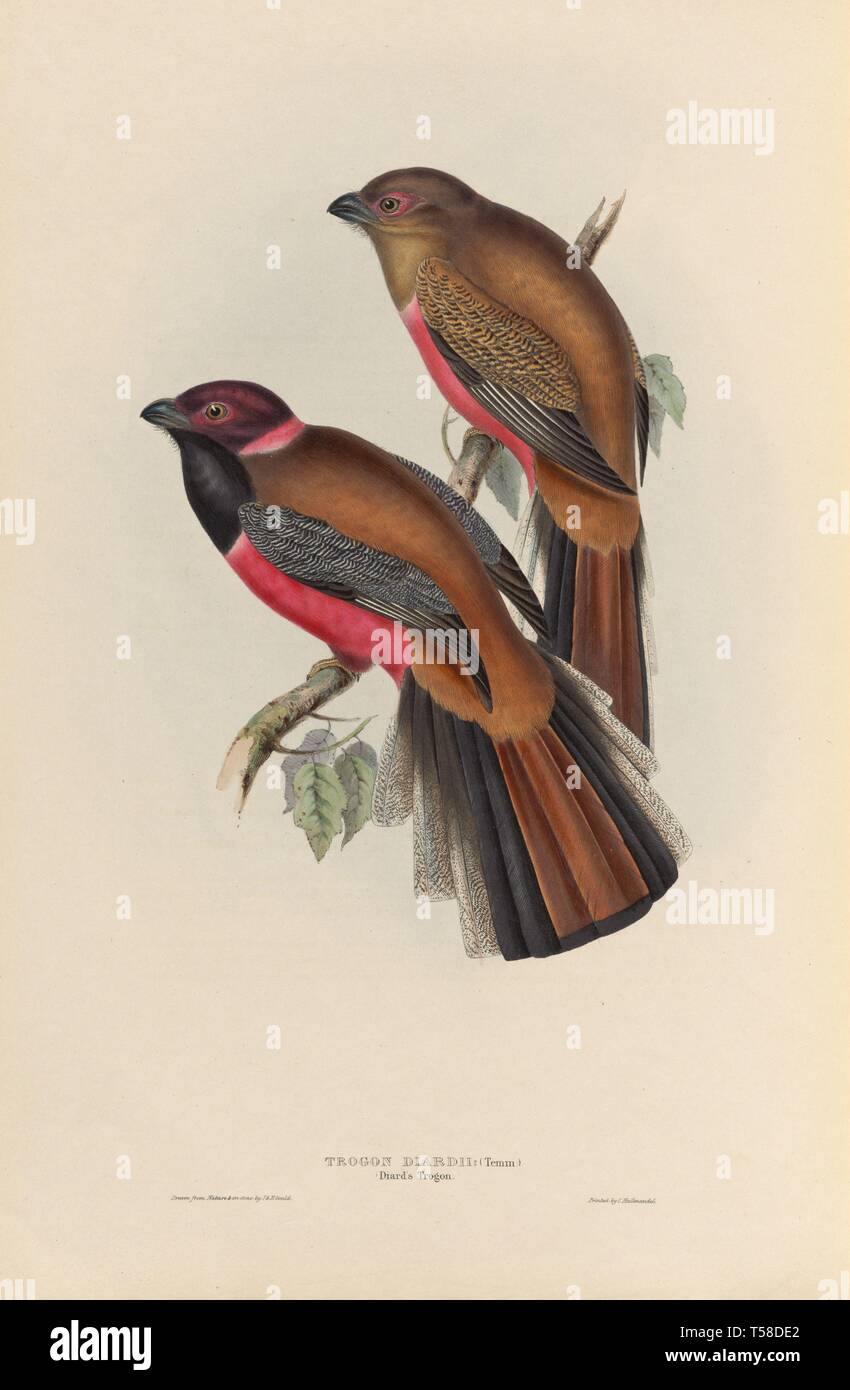 Beautiful vintage hand drawn illustrations of rain forest birds from ...
