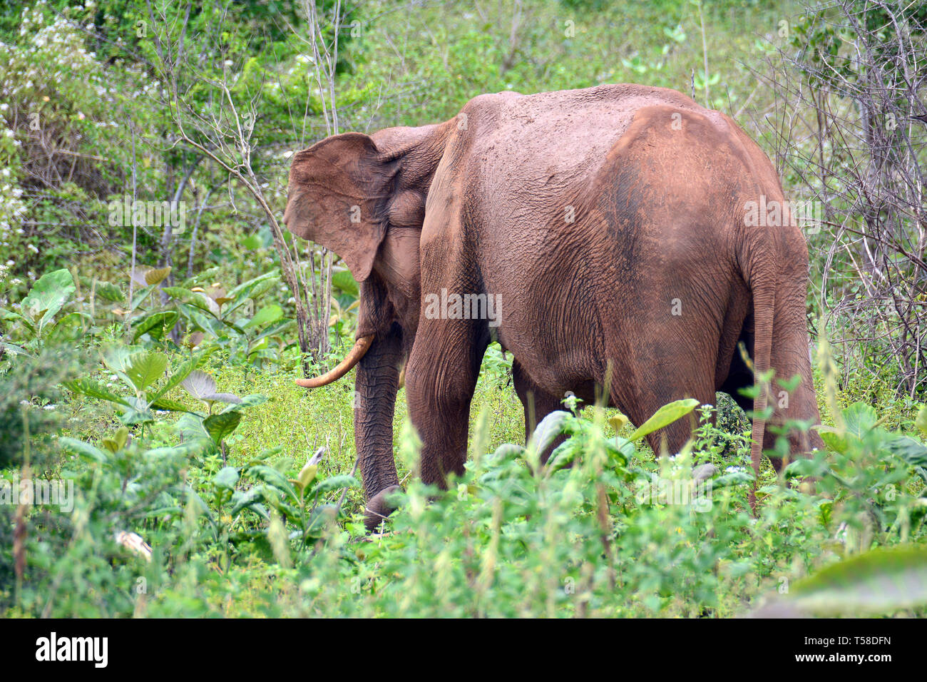 Sri Lankan elephant, Elephas maximus maximus, Udawalawe National Park ...