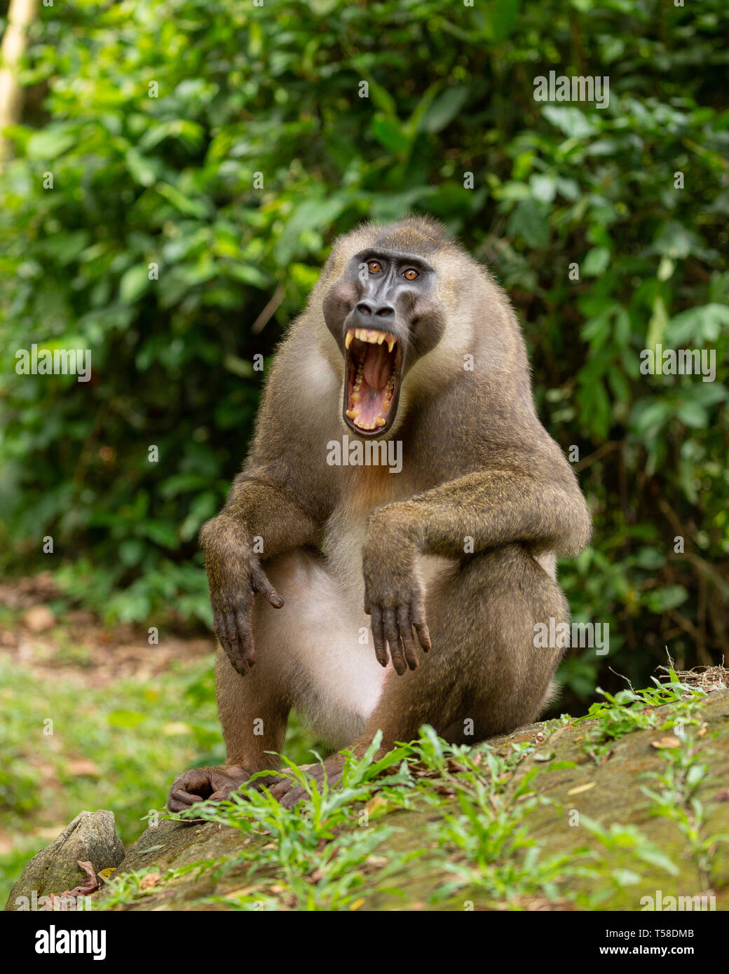Drill monkey yawning in the Afi Mountain, Nigeria Stock Photo - Alamy