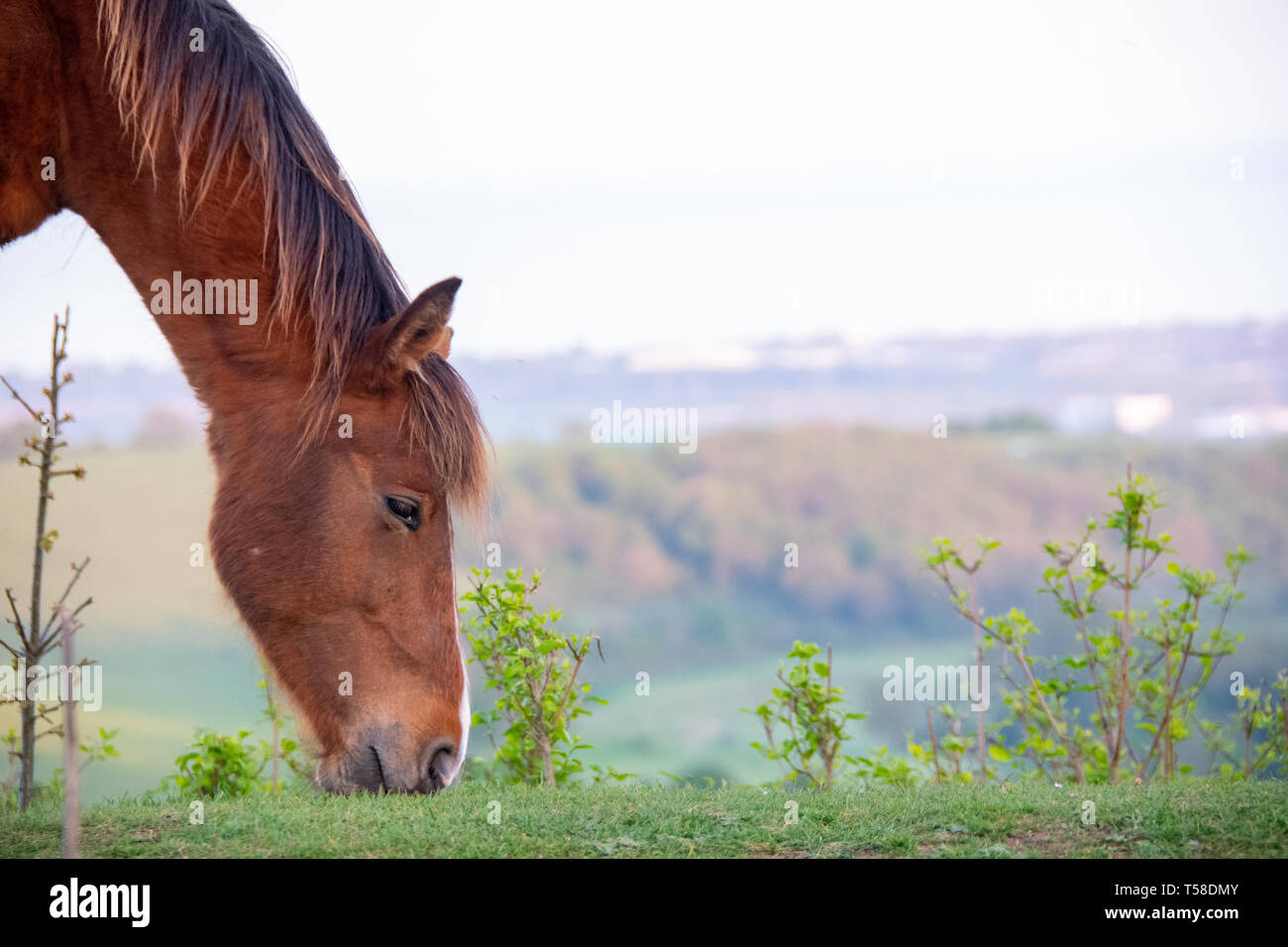 Horse Head Grazing Stock Photo - Alamy