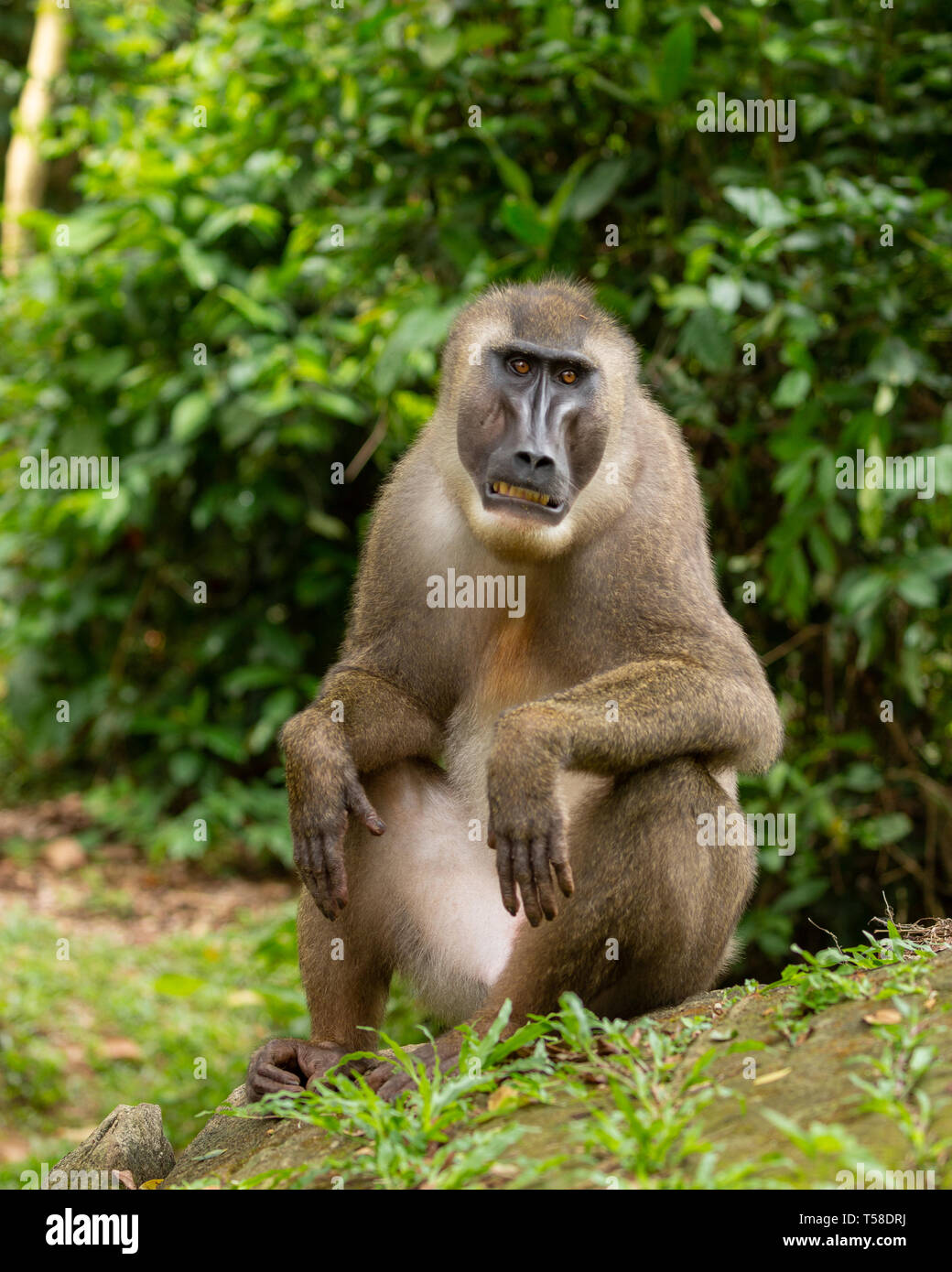 Sub-adult male drill monkey Stock Photo - Alamy