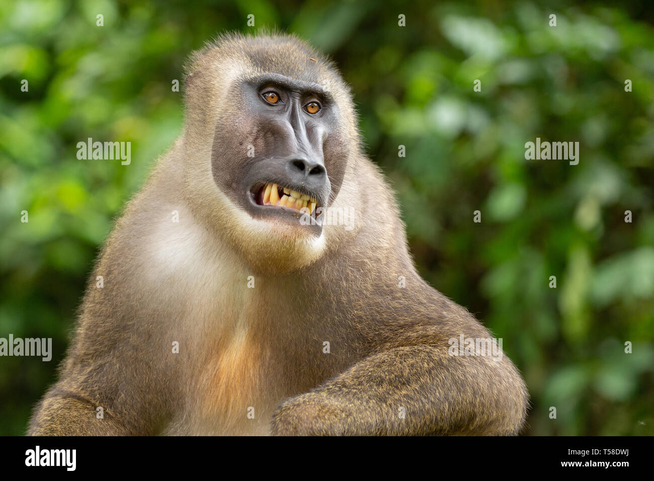 Grinning teeth hi-res stock photography and images - Alamy