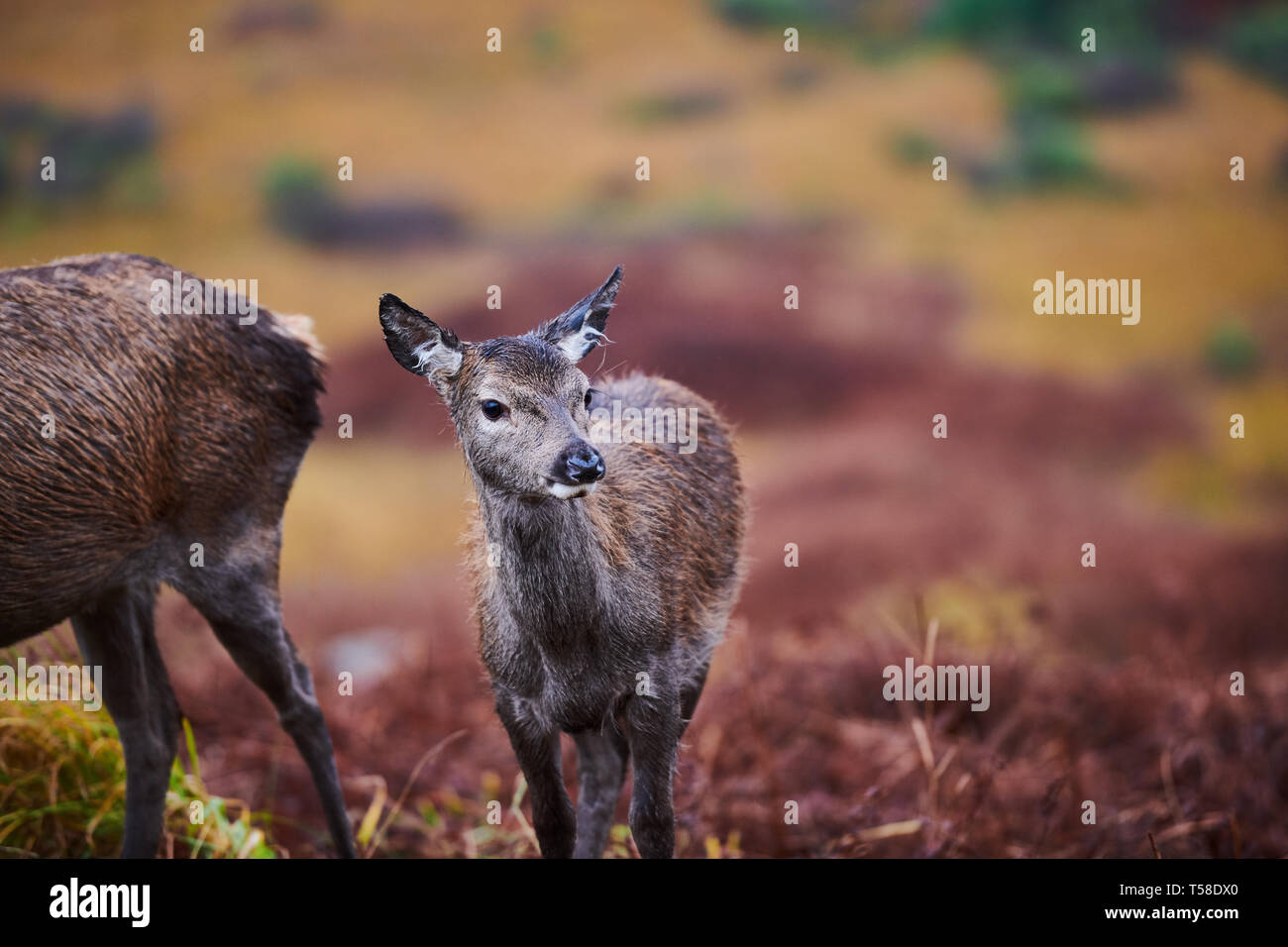 Red deer fawn scotland hi-res stock photography and images - Alamy