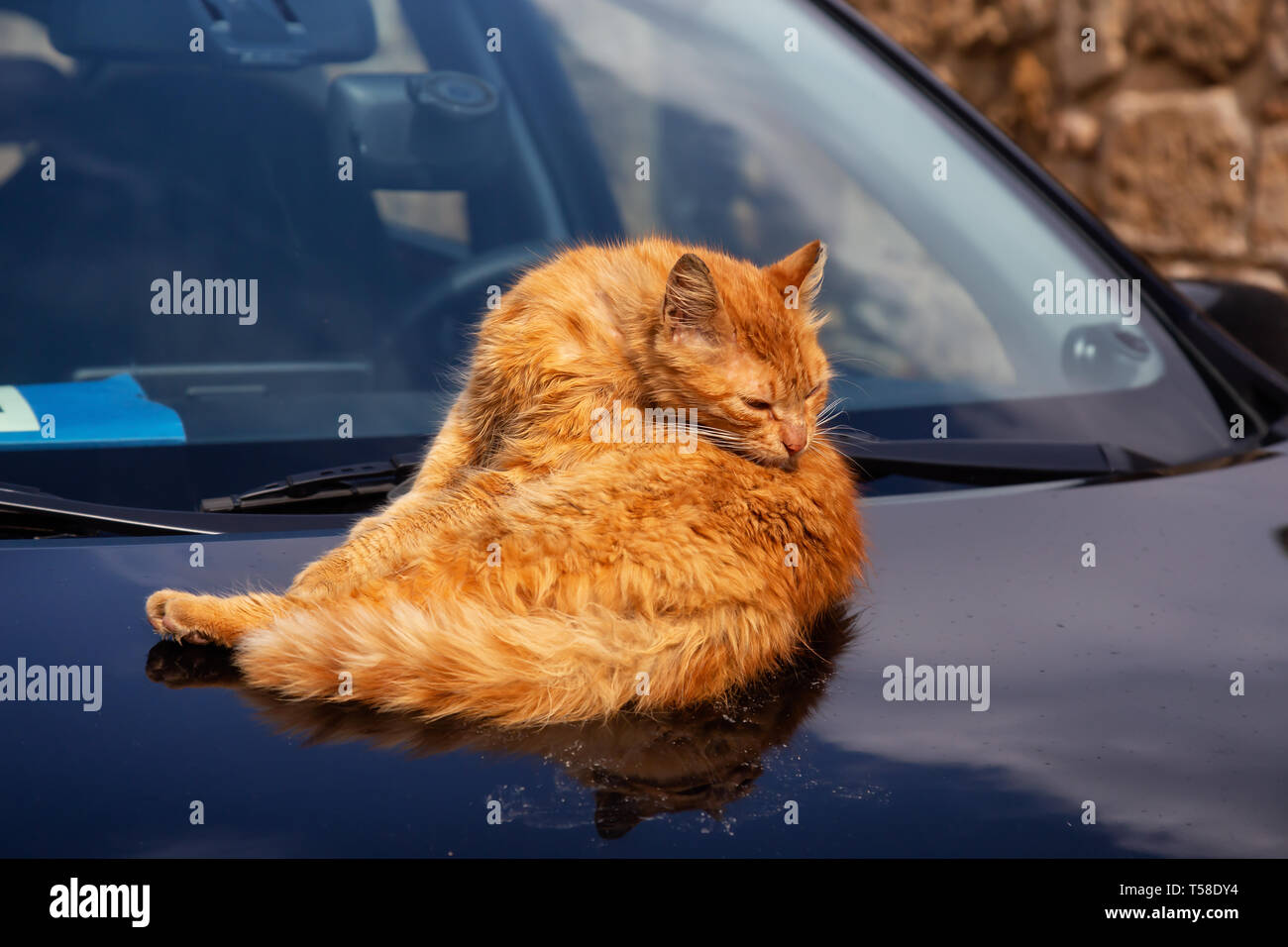 Street cat grooming itself on top of the hood of a car in the Old City ...