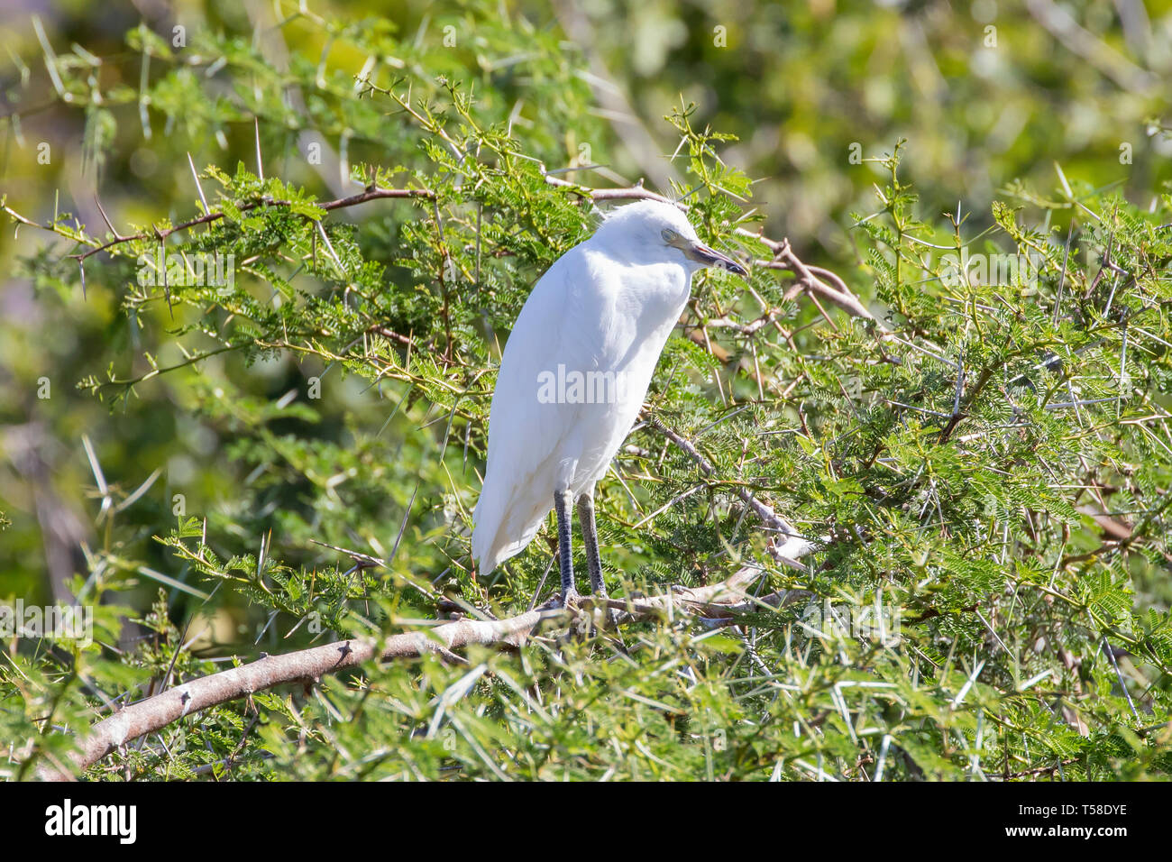 Juvenile cattle egret hi-res stock photography and images - Alamy
