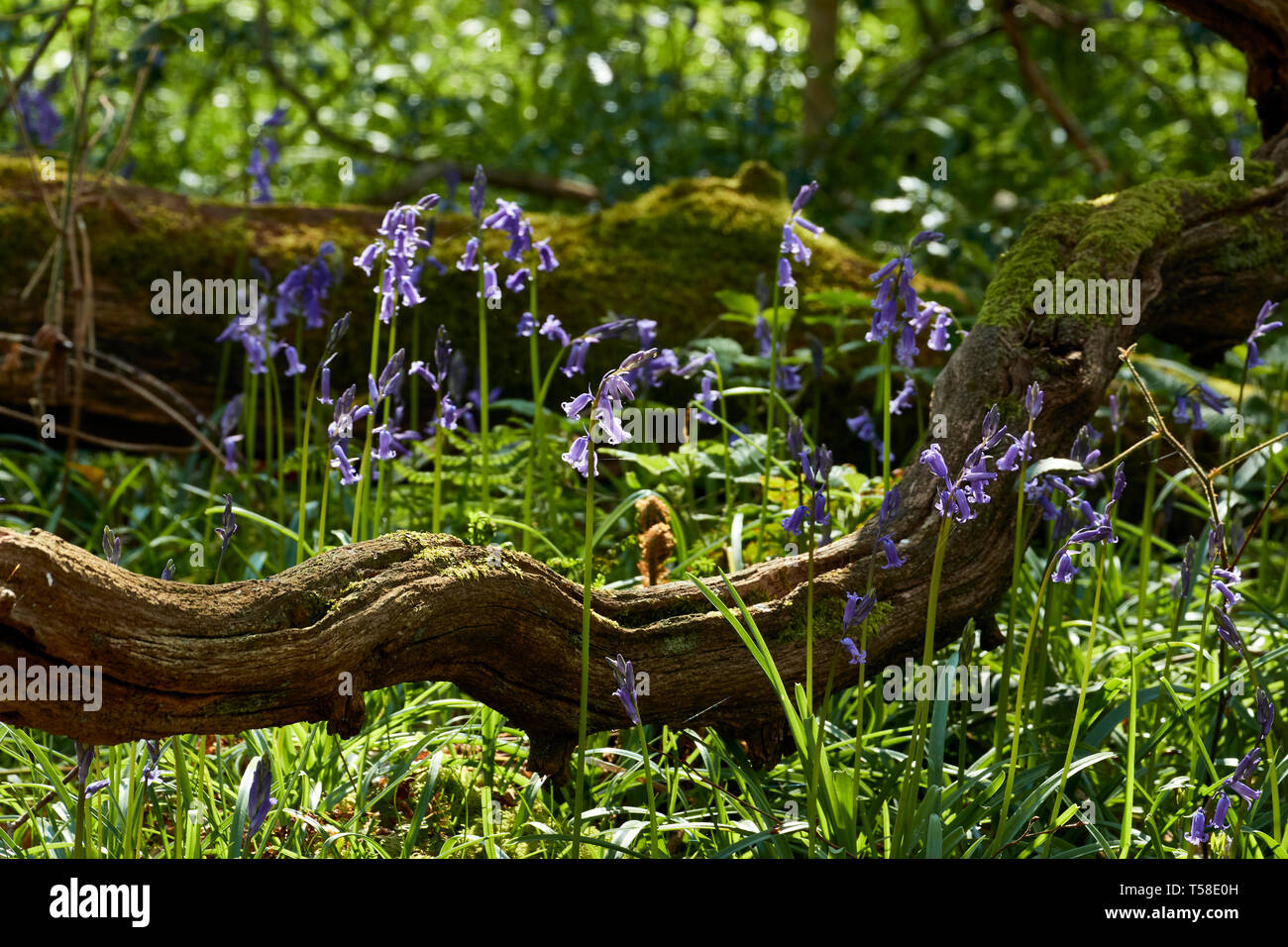 Flowering Bluebells in a spring woodland i early season sunshine ...