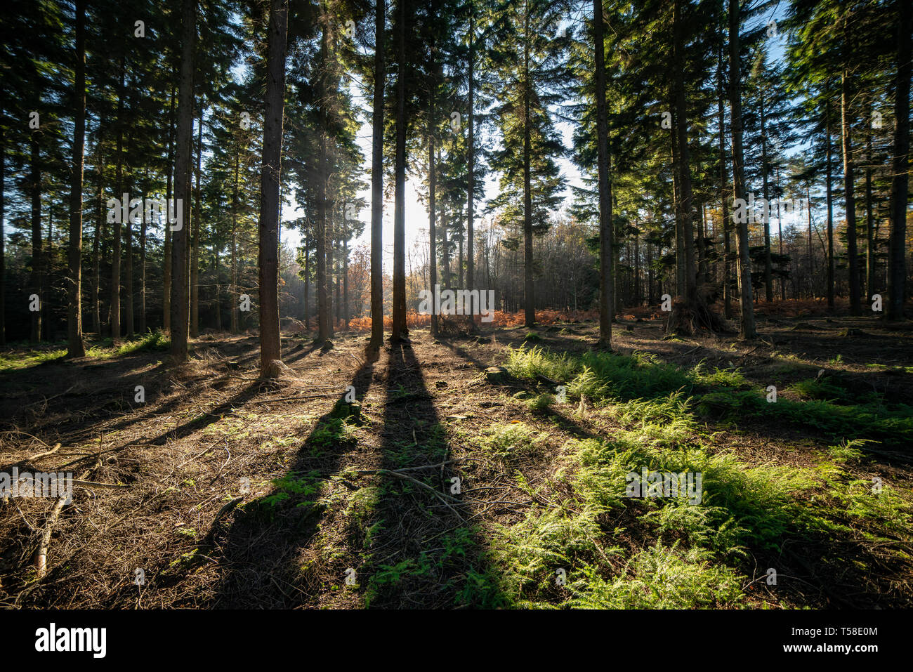 Long shadows sunshine through the trees hi-res stock photography and ...