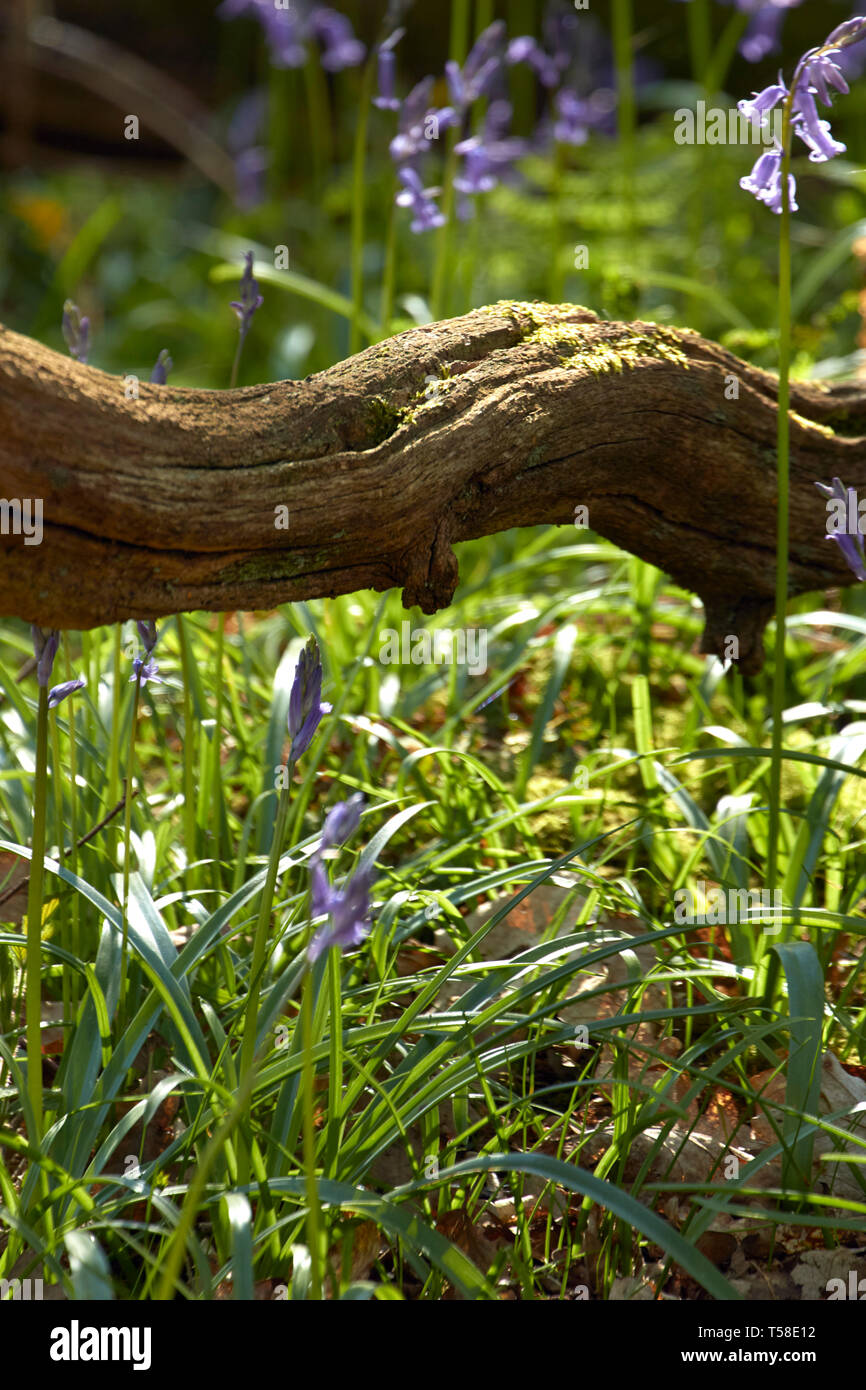 Flowering Bluebells in a spring woodland i early season sunshine ...
