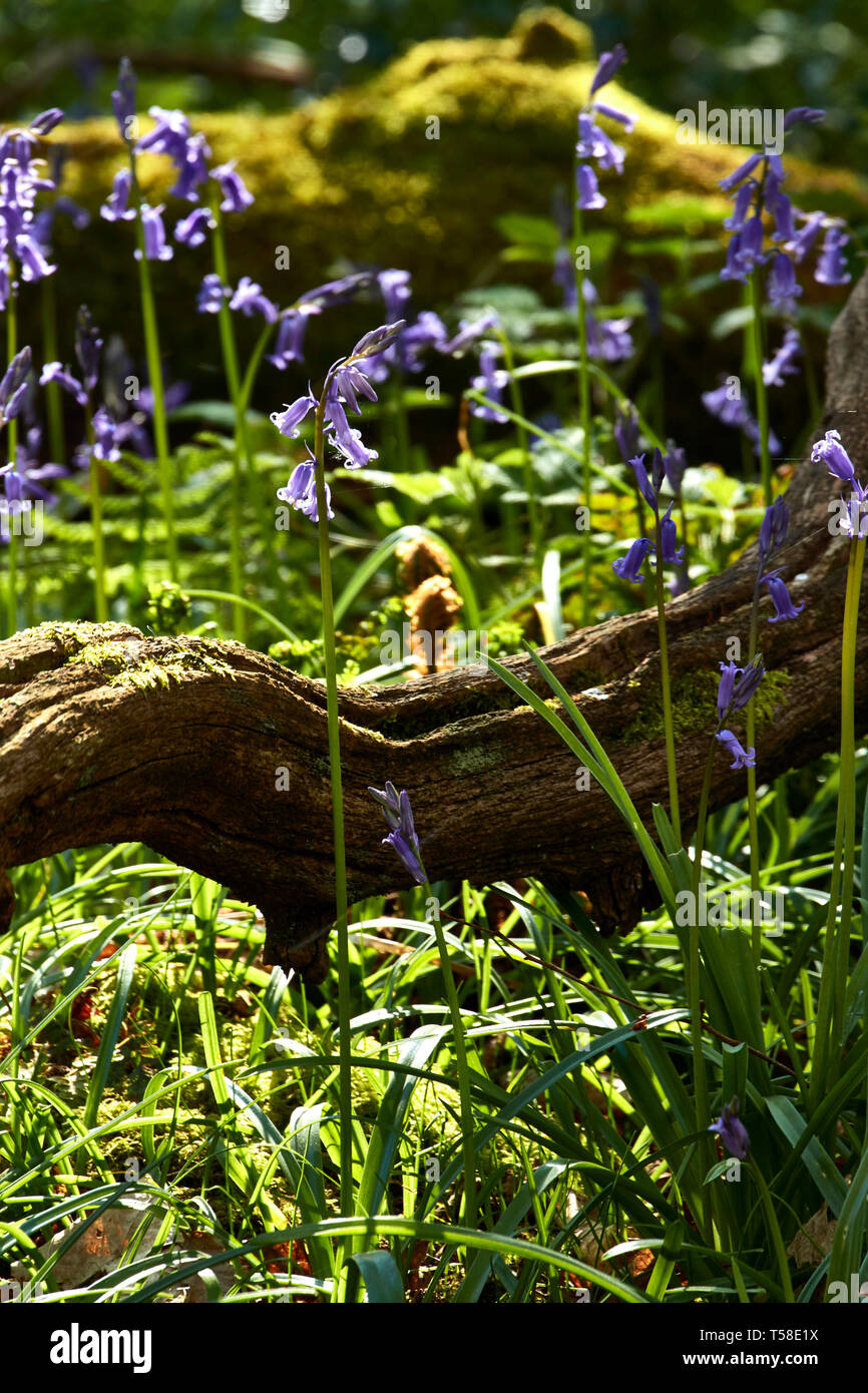 Flowering Bluebells in a spring woodland i early season sunshine ...