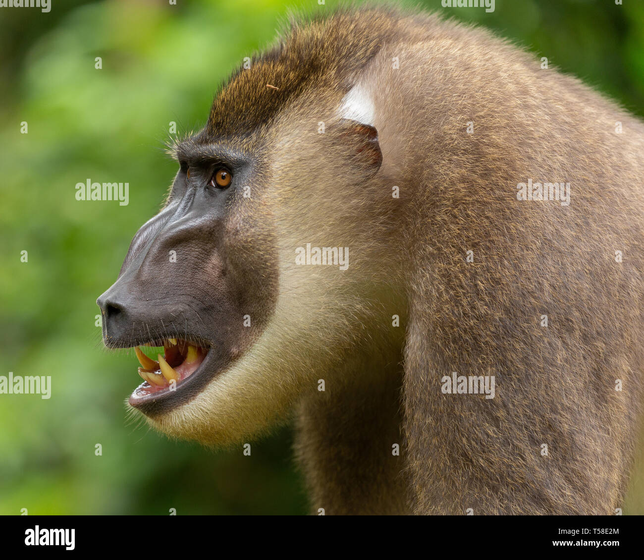 Adult old baboon monkey hi-res stock photography and images - Alamy