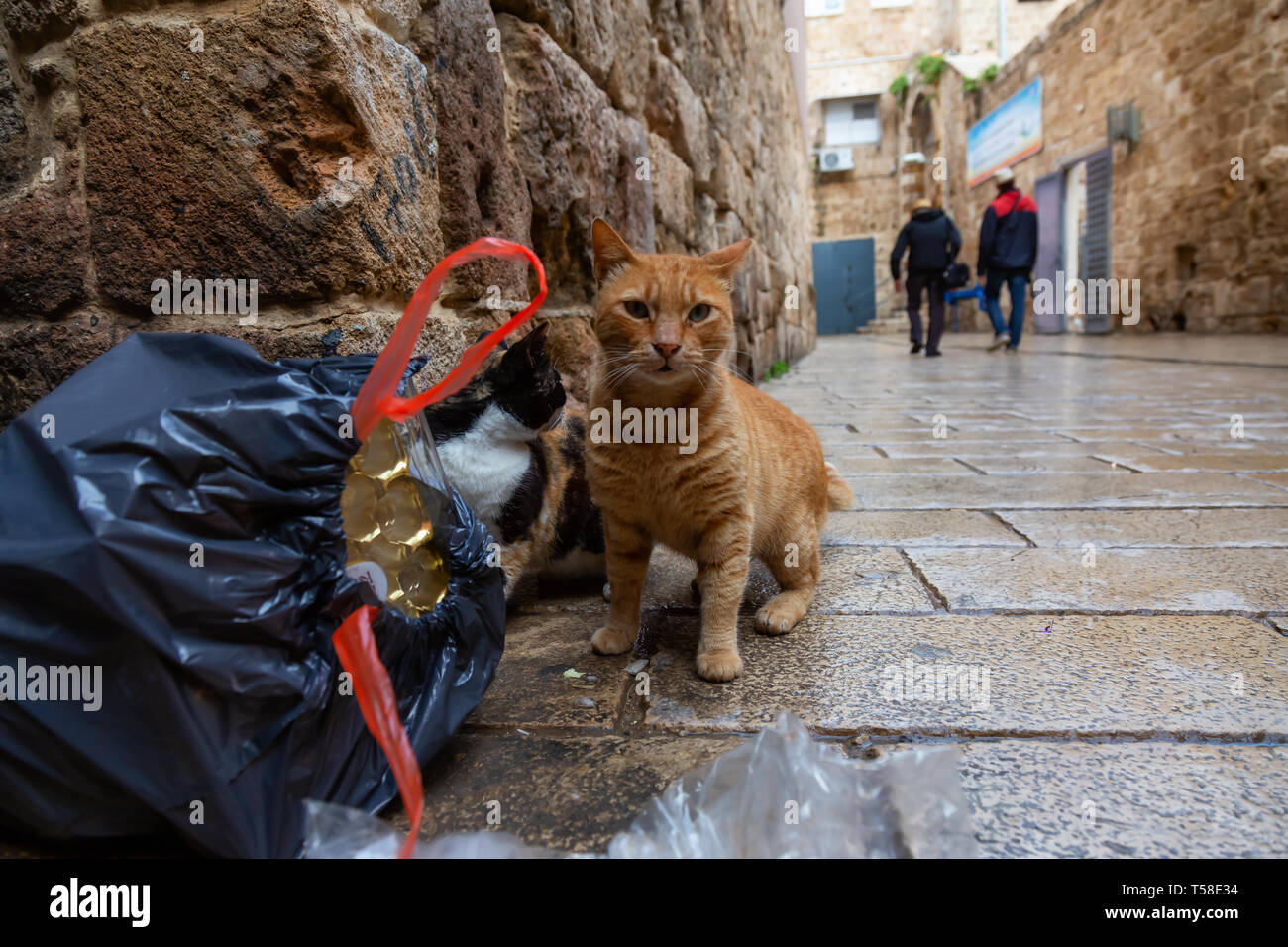Cats israel hi-res stock photography and images - Alamy