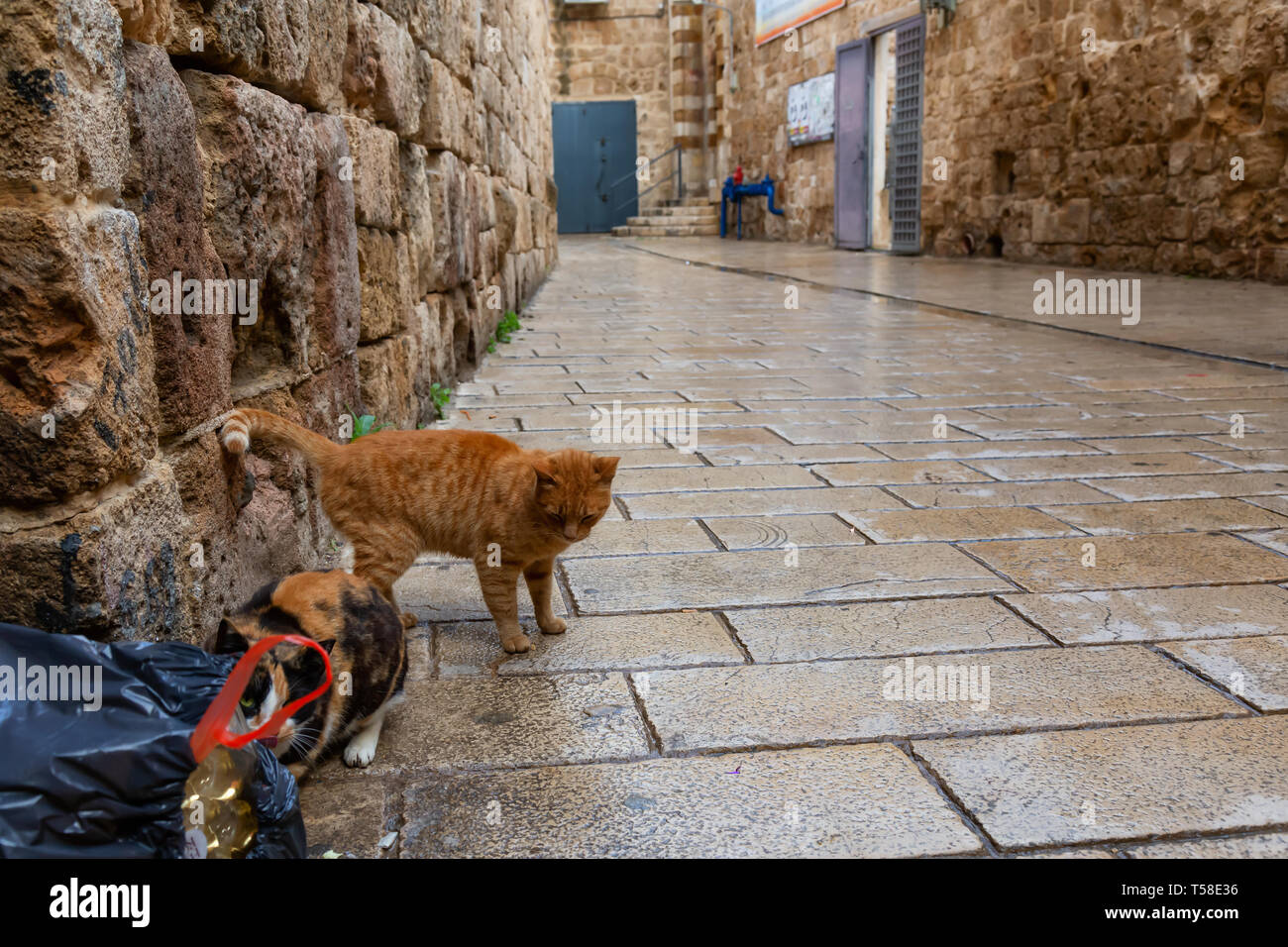 Cats israel hi-res stock photography and images - Alamy
