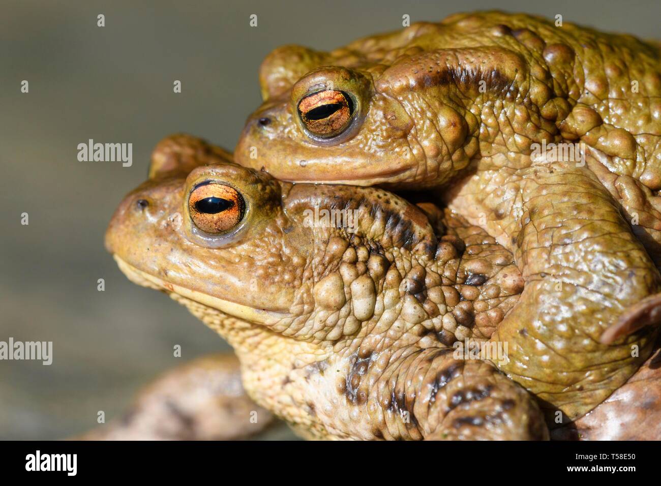 Common toads (Bufo bufo), animal pair, mating season, Baden-Wurttemberg, Germany Stock Photo - Alamy