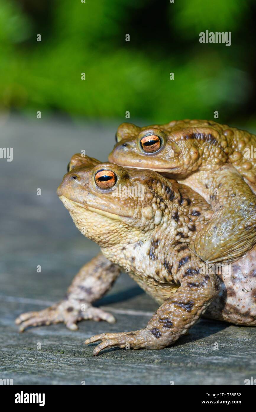 Common toads pair hi-res stock photography and images - Alamy