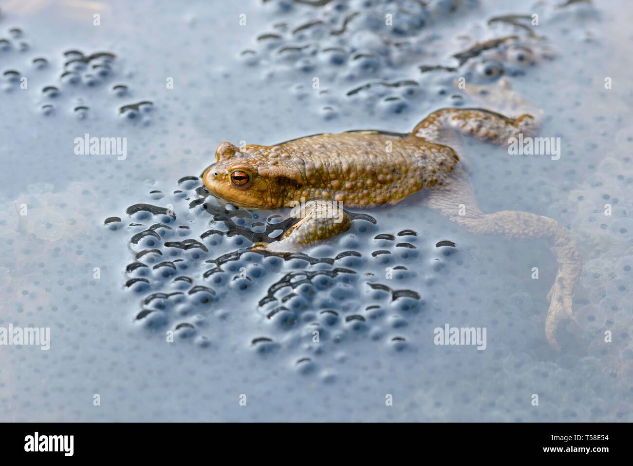 Toad spawn not frog hi-res stock photography and images - Alamy