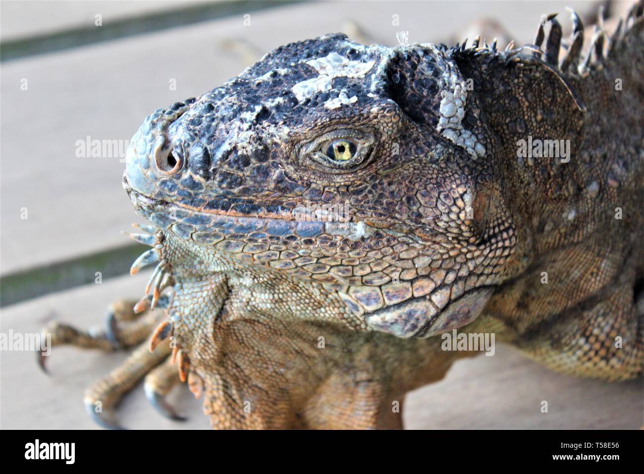 Iguana close up hi-res stock photography and images - Alamy